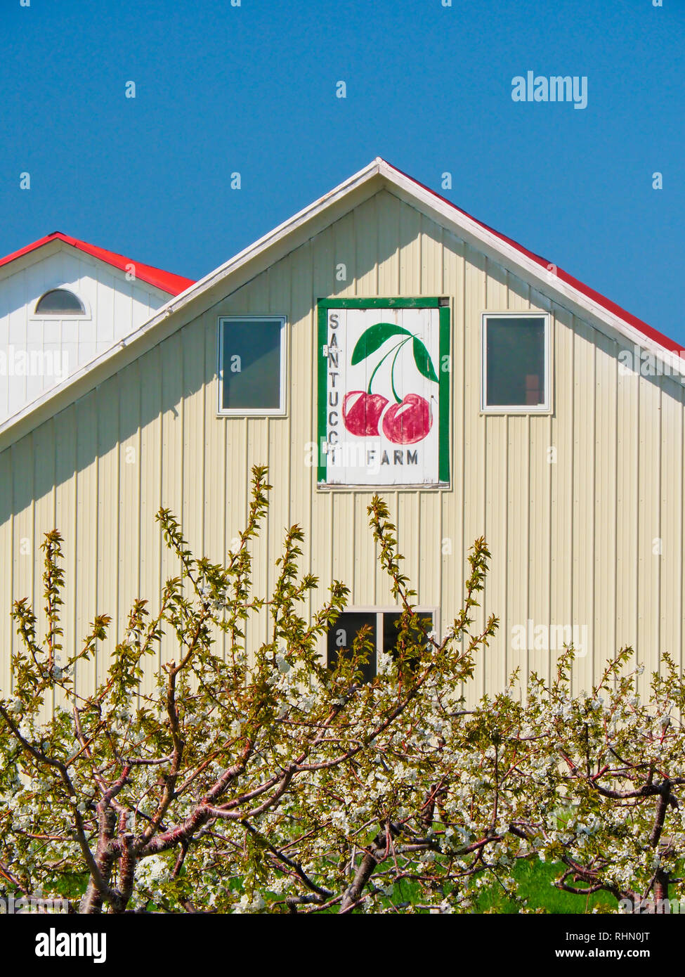 Cherry Orchard, Old Mission Peninsula, Traverse City, Michigan, USA ...