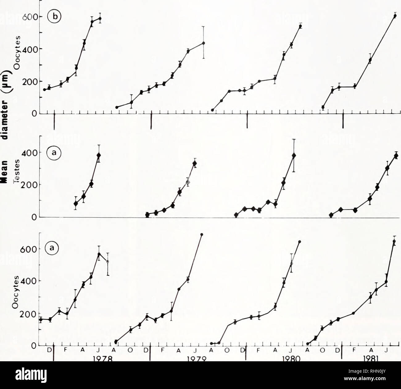 Testis septa hi-res stock photography and images - Alamy