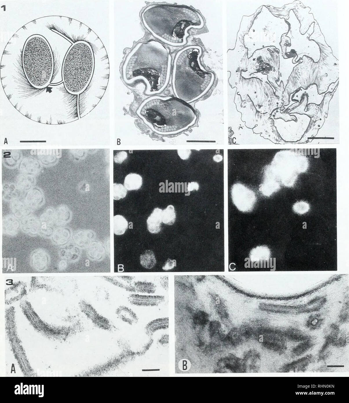 . The Biological bulletin. Biology; Zoology; Biology; Marine Biology ...