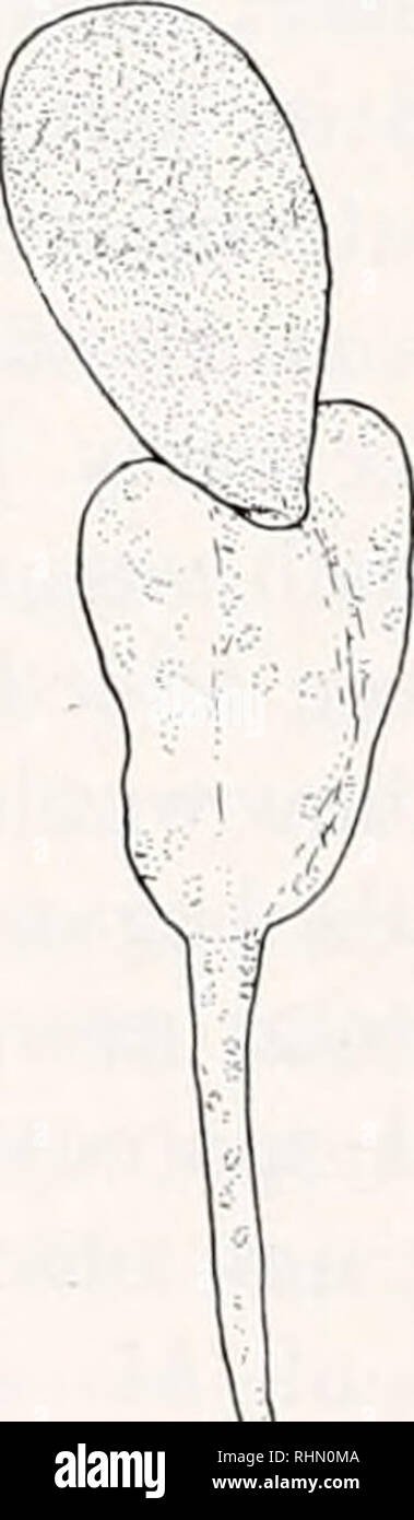 Rediae High Resolution Stock Photography and Images - Alamy