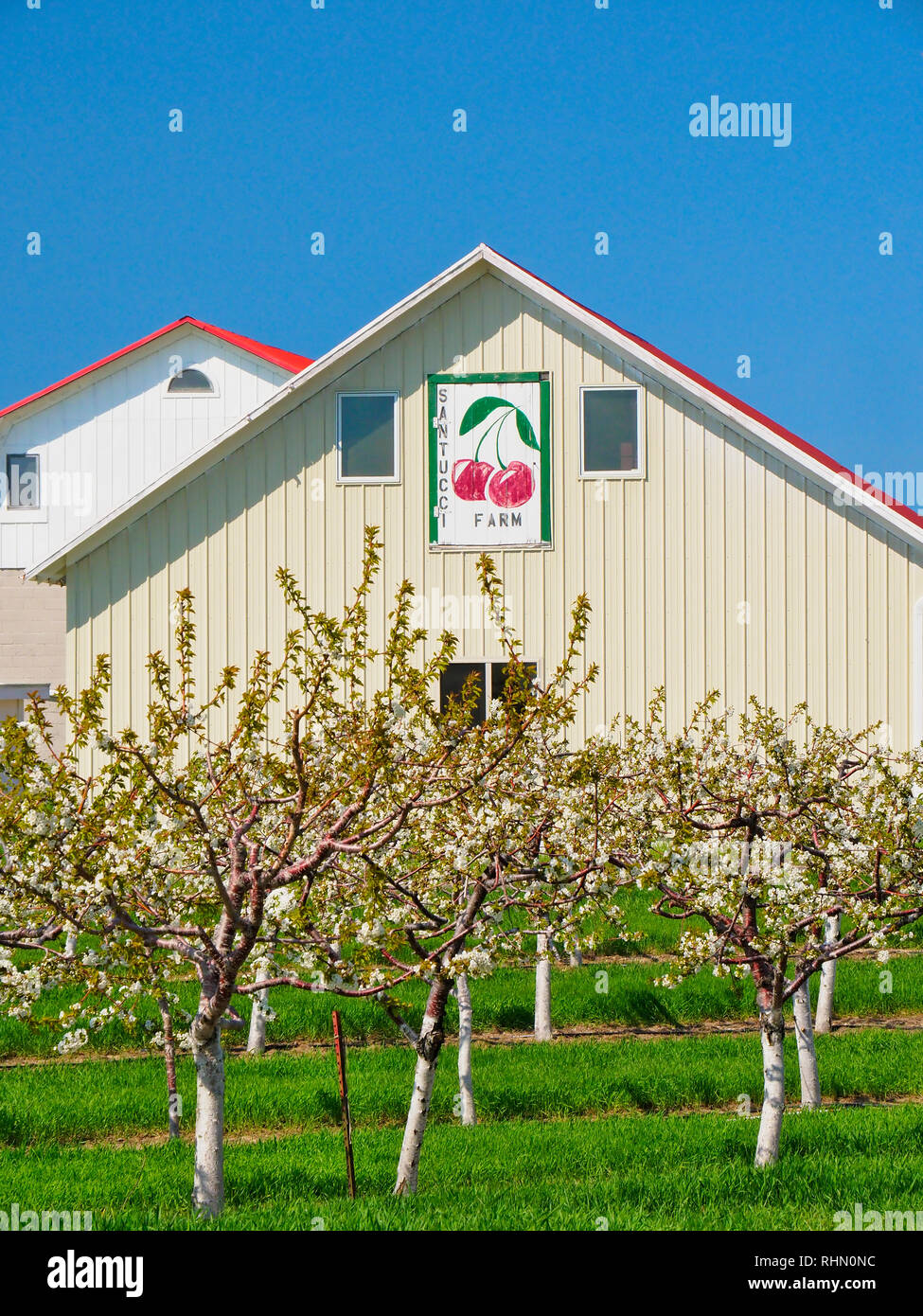Cherry Orchard, Old Mission Peninsula, Traverse City, Michigan, USA ...