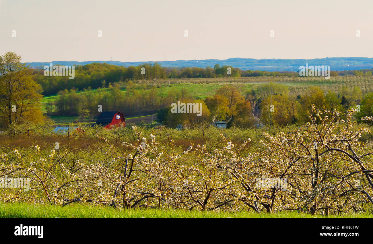 Cherry Orchard, Old Mission Peninsula, Traverse City, Michigan, USA ...