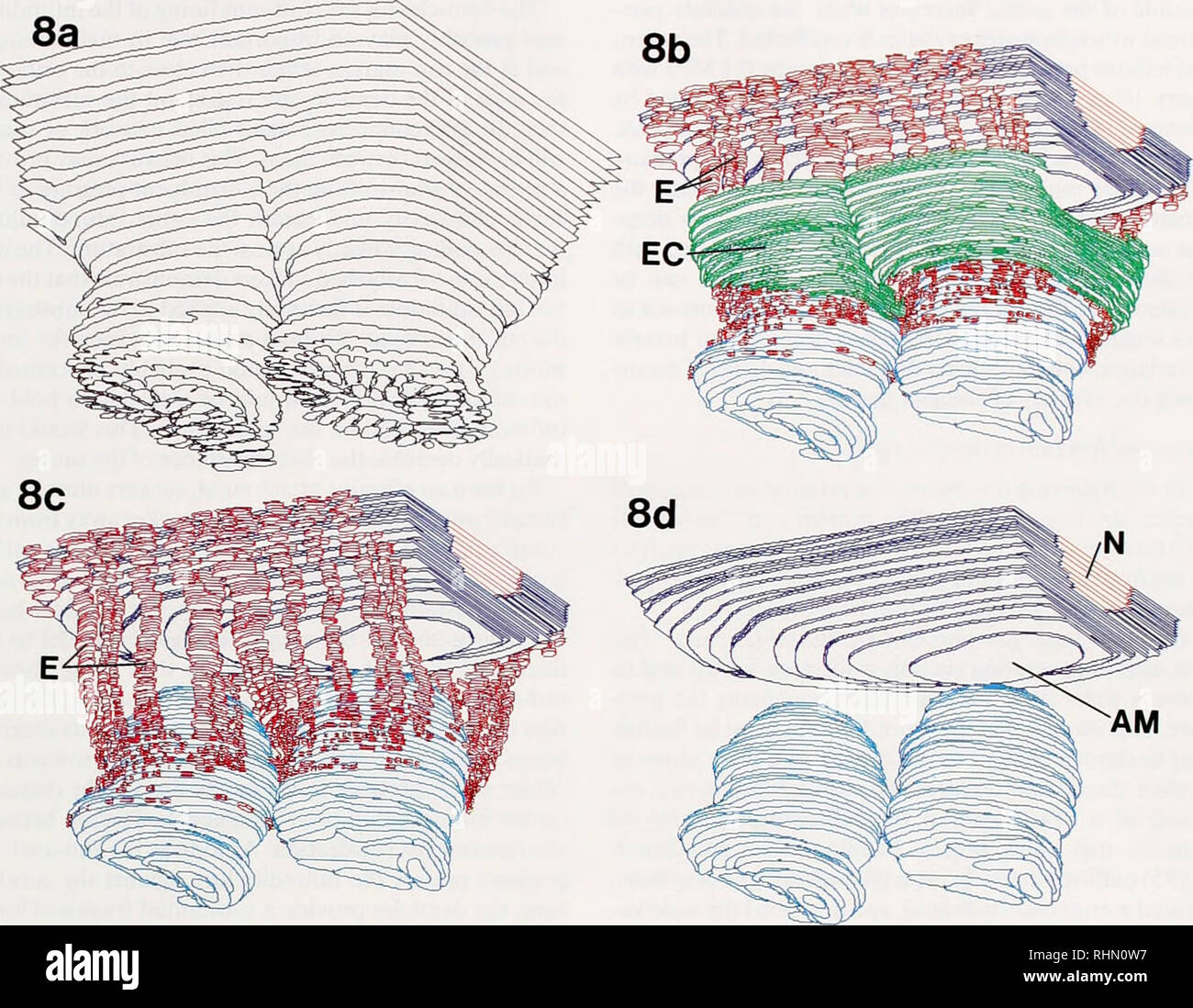 . The Biological bulletin. Biology; Zoology; Biology; Marine Biology ...