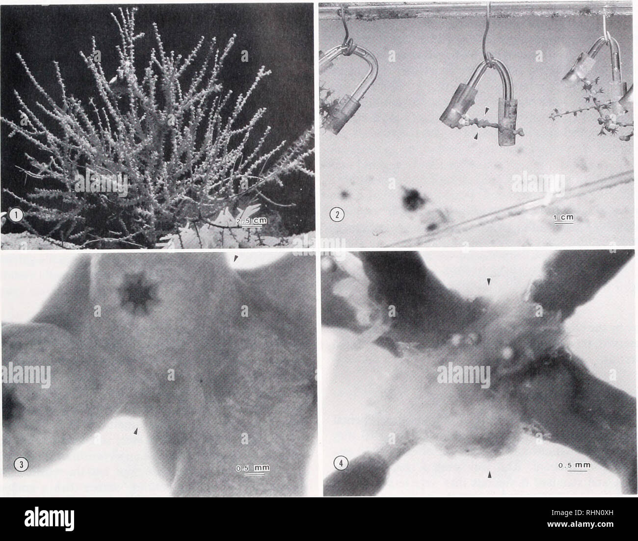 . The Biological bulletin. Biology; Zoology; Biology; Marine Biology ...