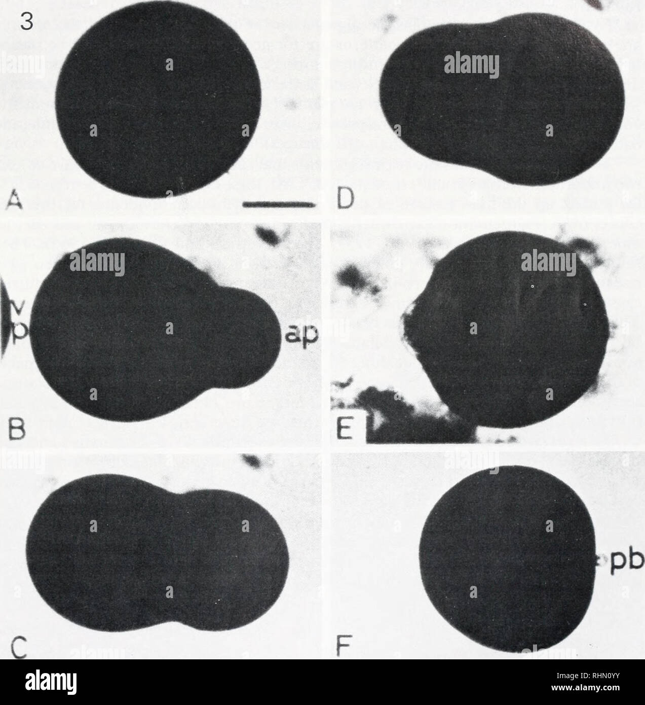 Ectoplasm Stock Photos & Ectoplasm Stock Images - Alamy