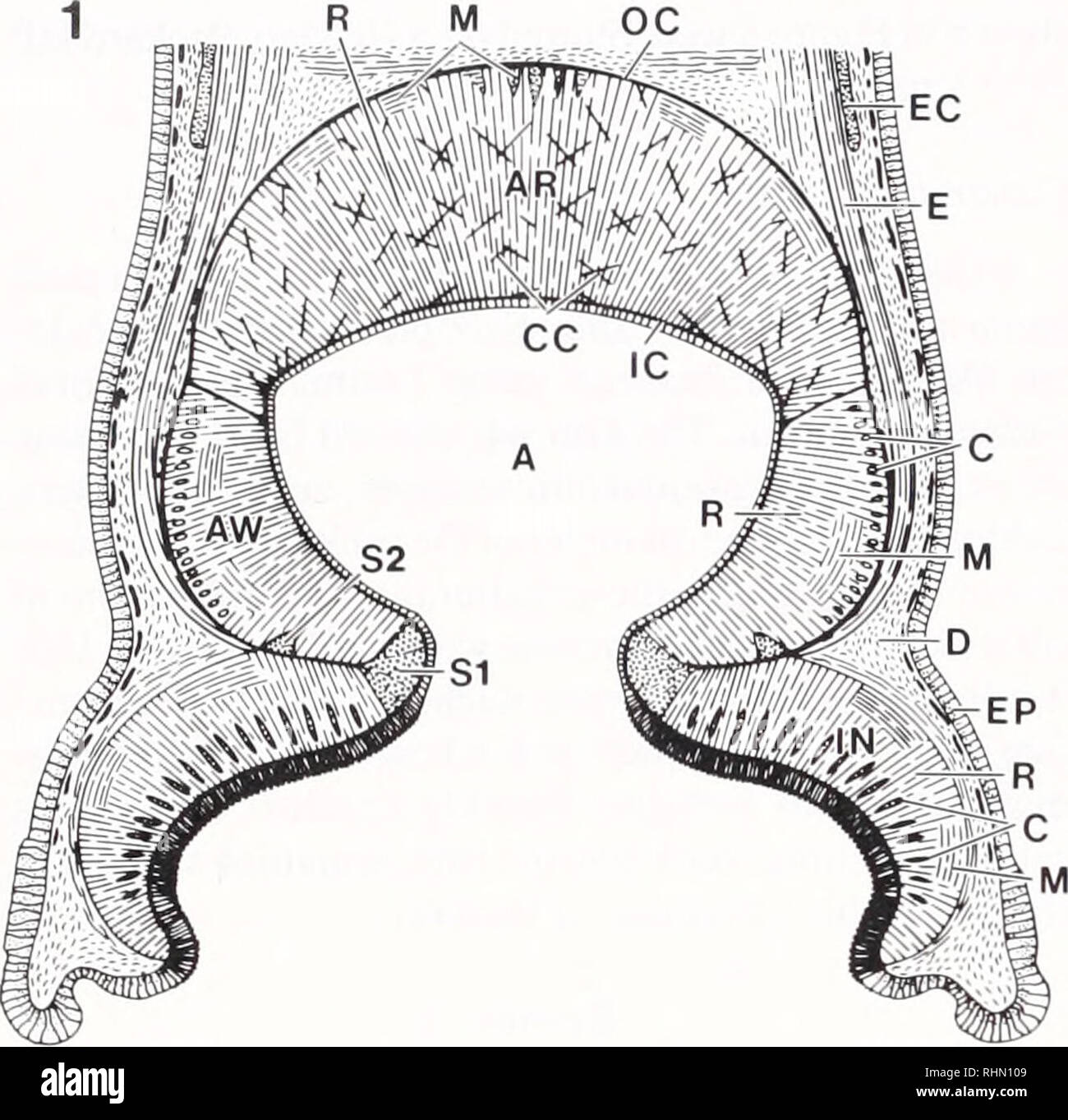 . The Biological bulletin. Biology; Zoology; Biology; Marine Biology ...
