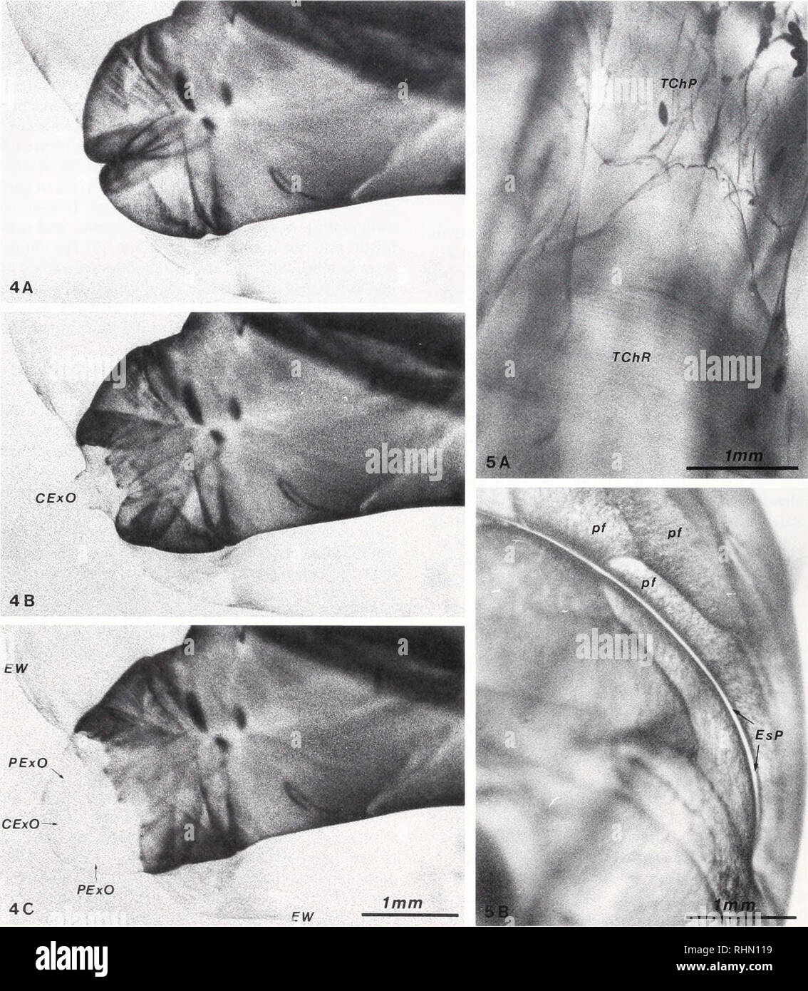 Oikopleura vanhoeffeni hi-res stock photography and images - Alamy