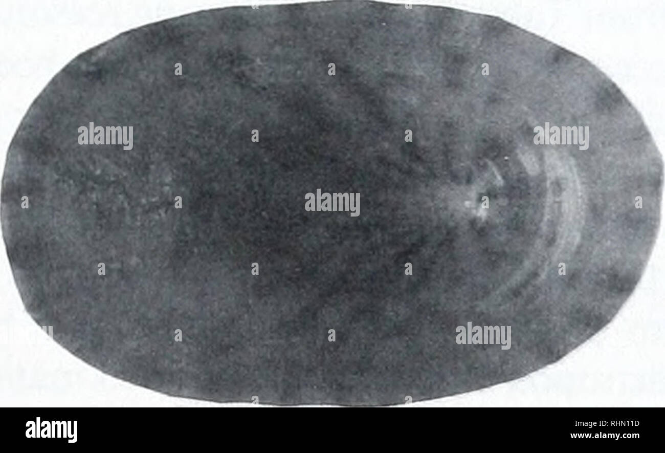 . The Biological bulletin. Biology; Zoology; Biology; Marine Biology ...