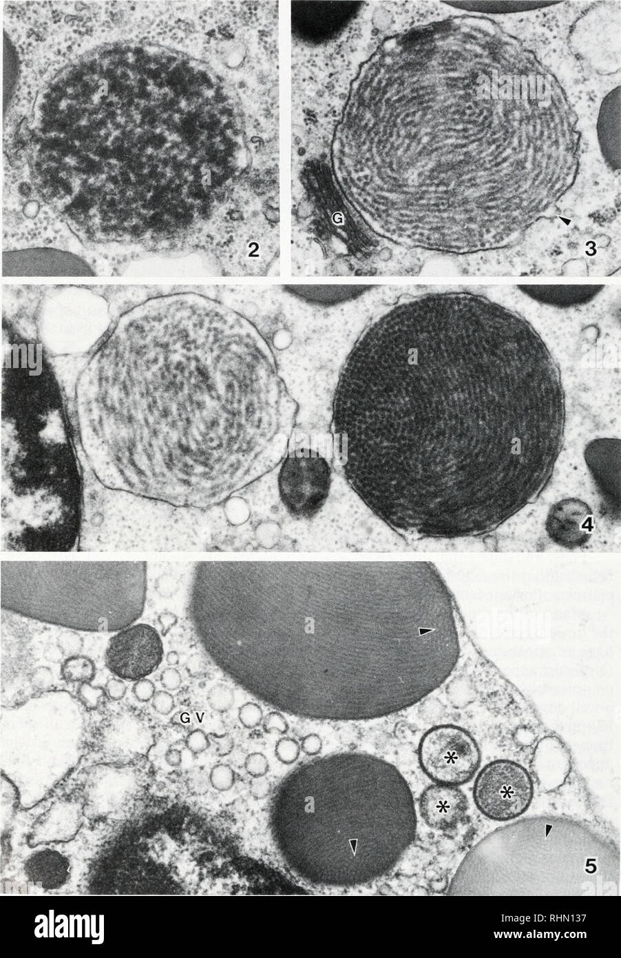 Secretory vesicle hi-res stock photography and images - Alamy