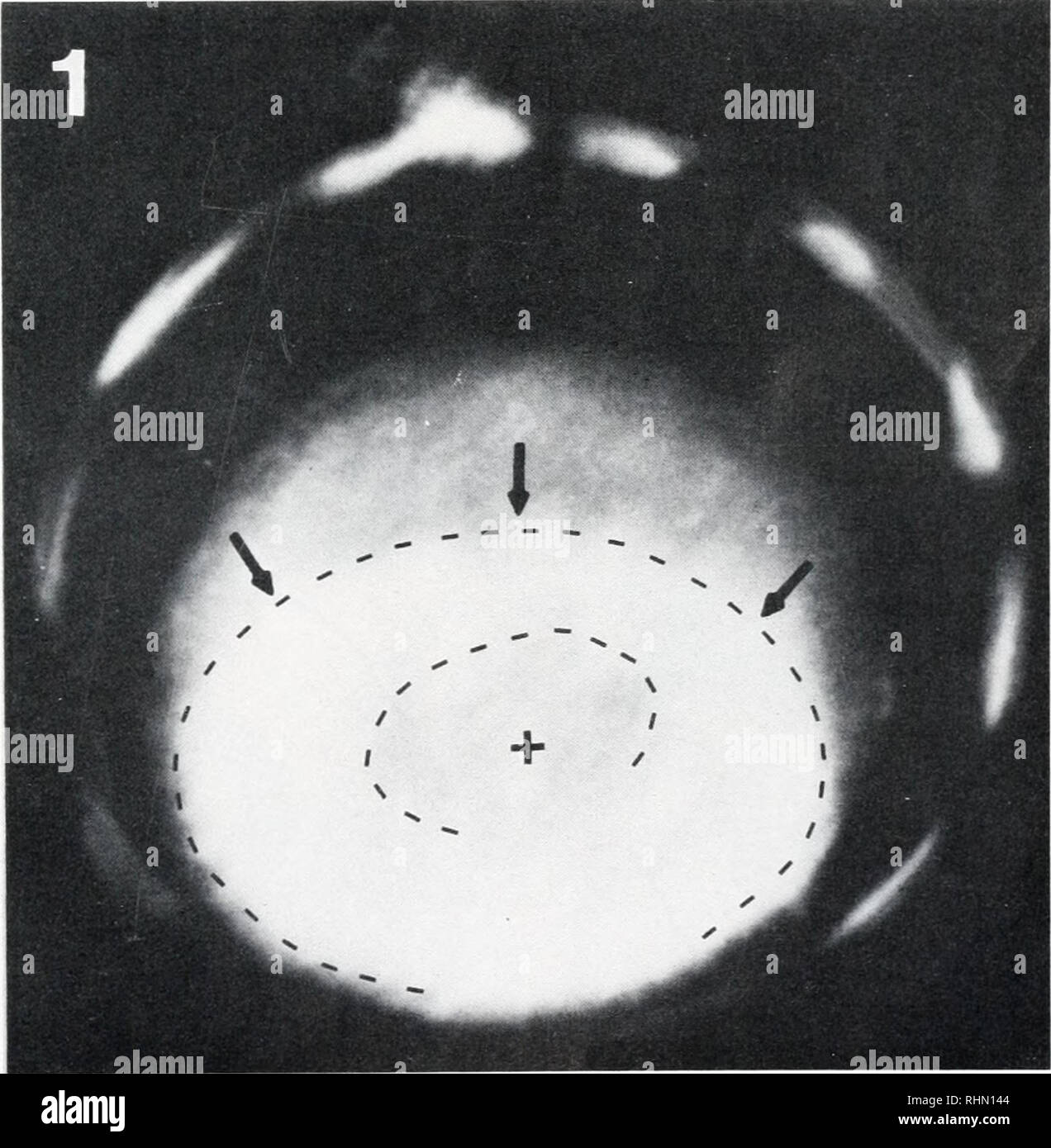 Segregation Process High Resolution Stock Photography and Images - Alamy