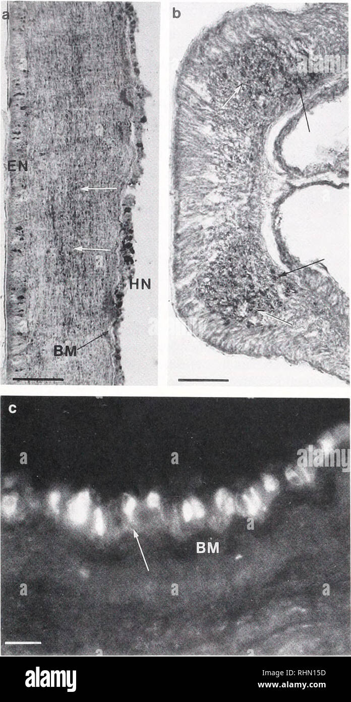 . The Biological bulletin. Biology; Zoology; Biology; Marine Biology ...