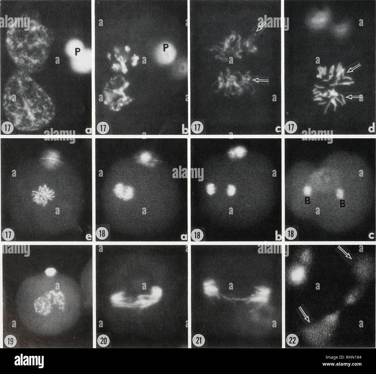 . The Biological bulletin. Biology; Zoology; Biology; Marine Biology ...
