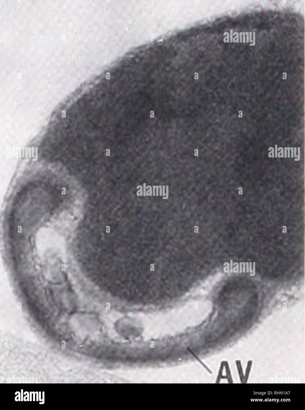 Acrosomal reaction hi-res stock photography and images - Alamy