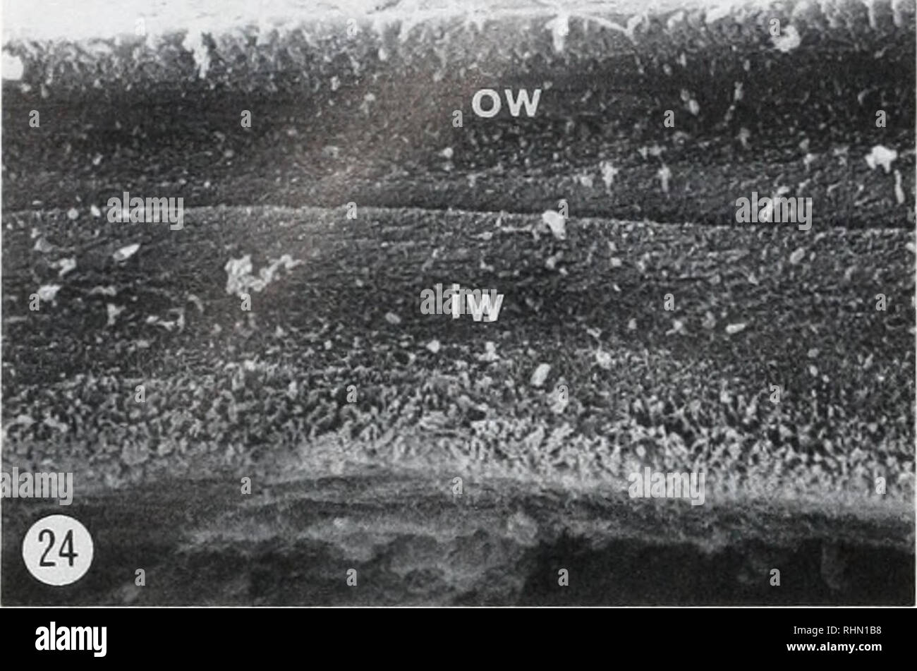 . The Biological bulletin. Biology; Zoology; Biology; Marine Biology ...