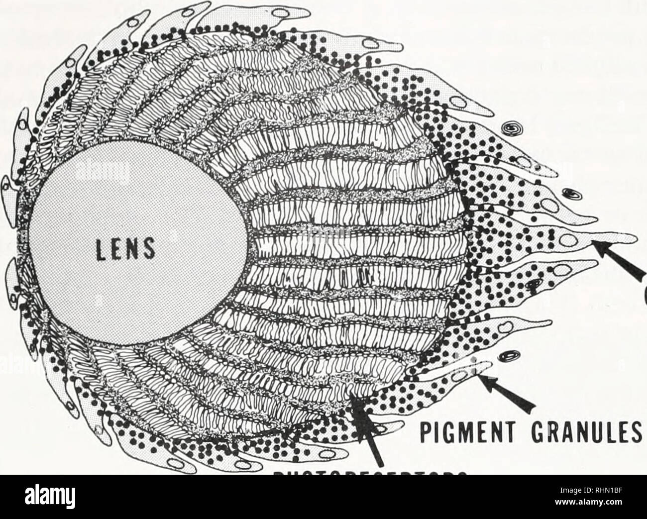 . The Biological bulletin. Biology; Zoology; Biology; Marine Biology ...