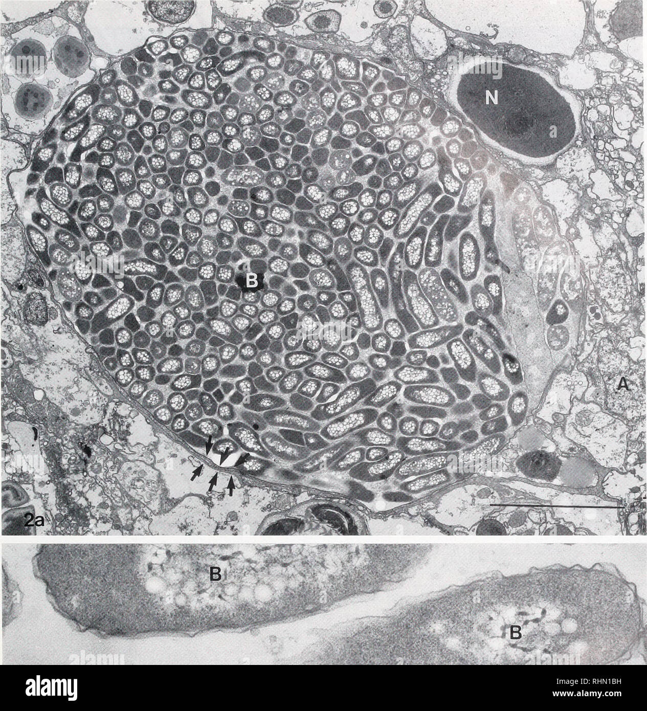 Mitochondrion electron microscope hi-res stock photography and images ...