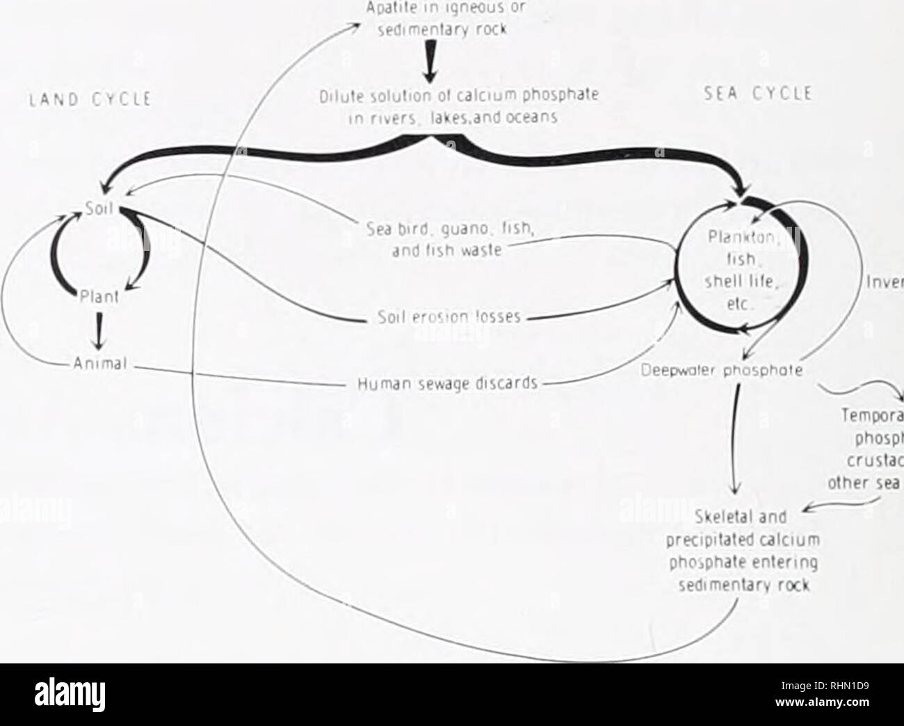 . The Biological bulletin. Biology; Zoology; Biology; Marine Biology ...
