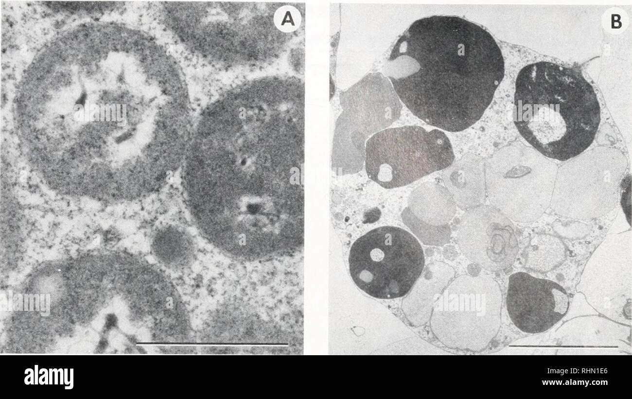 Symbioses hi-res stock photography and images - Alamy