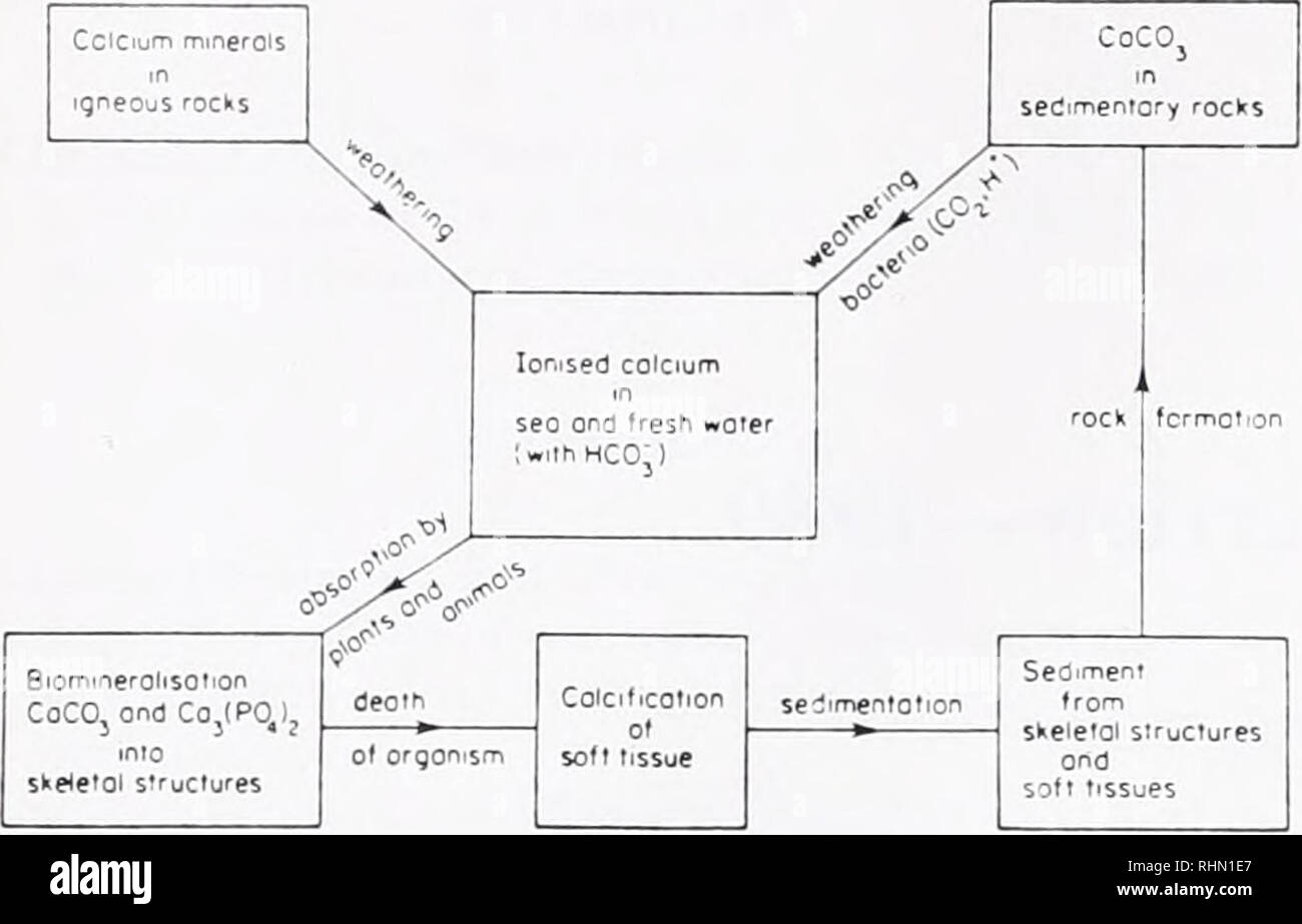Calcium Cycle Diagram