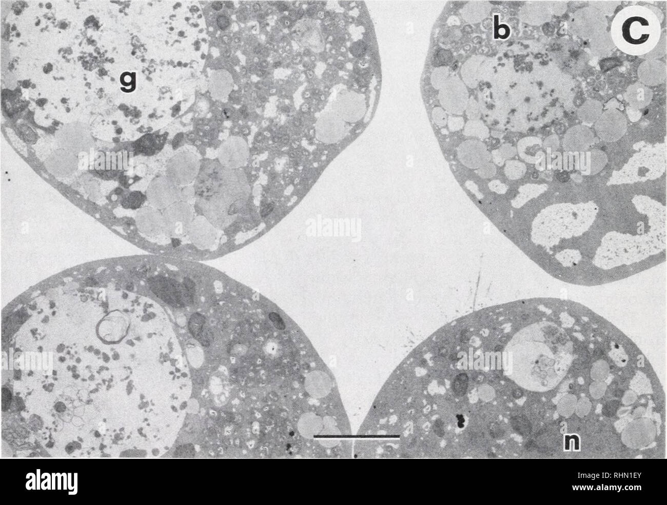 Nomarski scale bar hi-res stock photography and images - Alamy