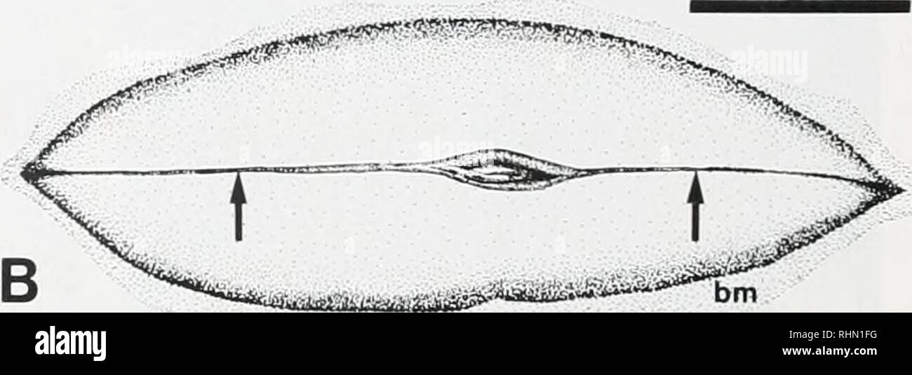 Inflated capsules hi-res stock photography and images - Alamy