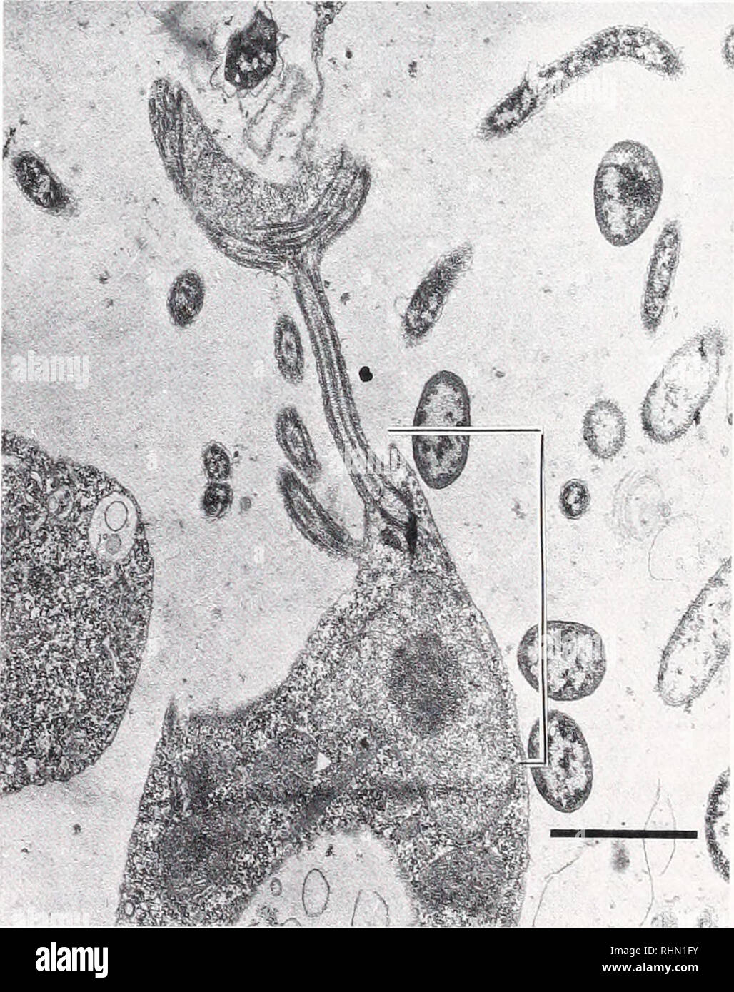 Mitochondria Light Microscope