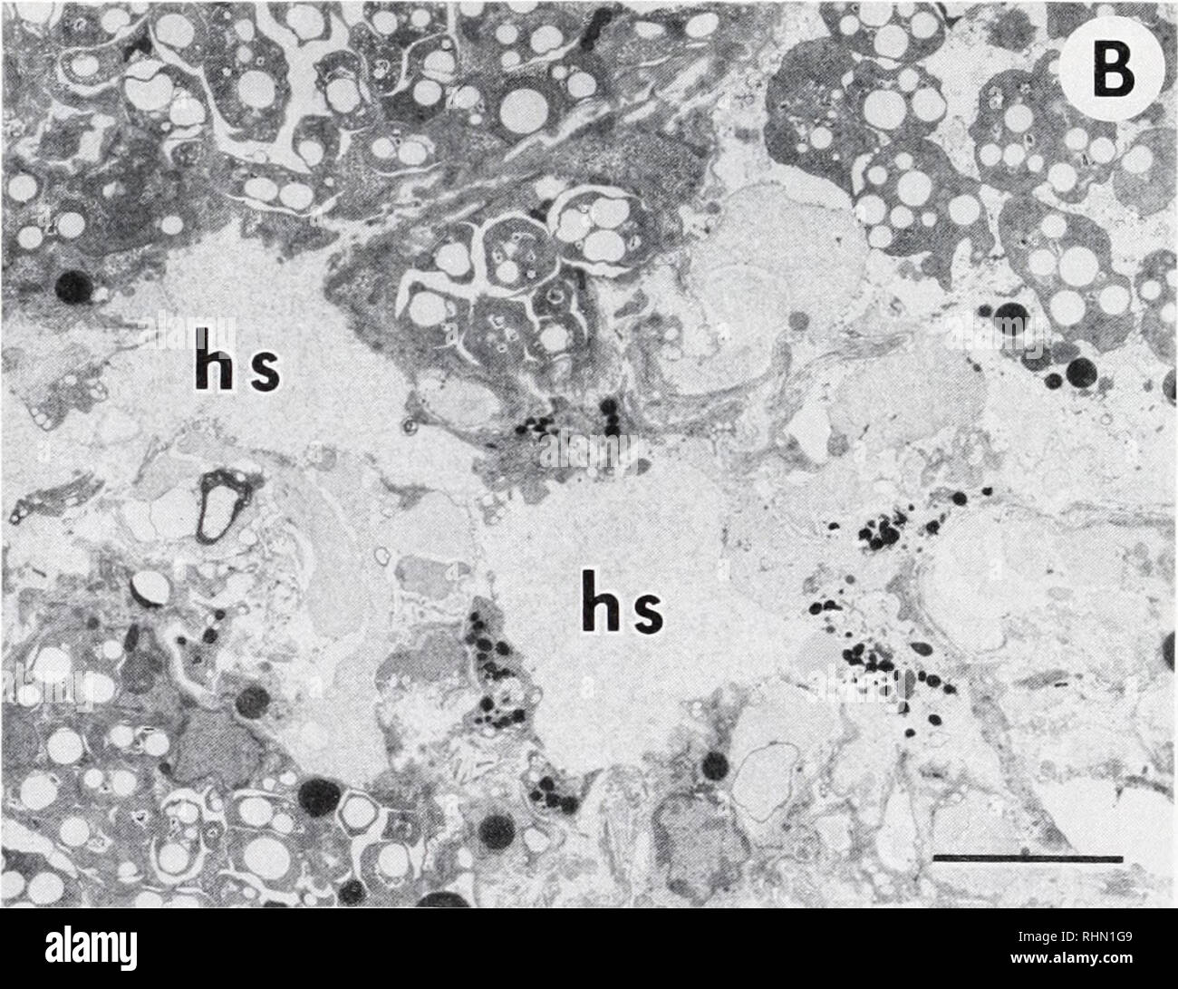 Animal cells micrograph hi-res stock photography and images - Alamy