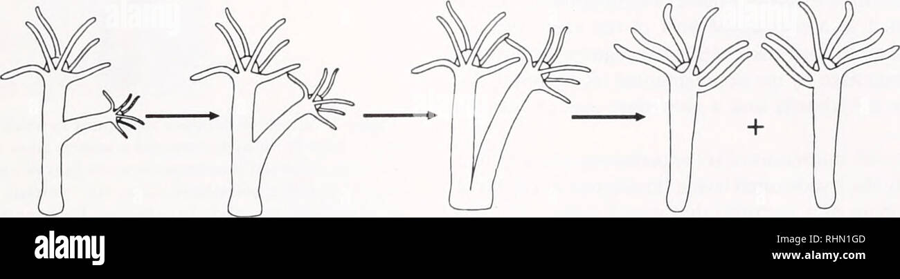  The Biological Bulletin Biology Zoology Biology Marine Biology About 2 3 Days B 