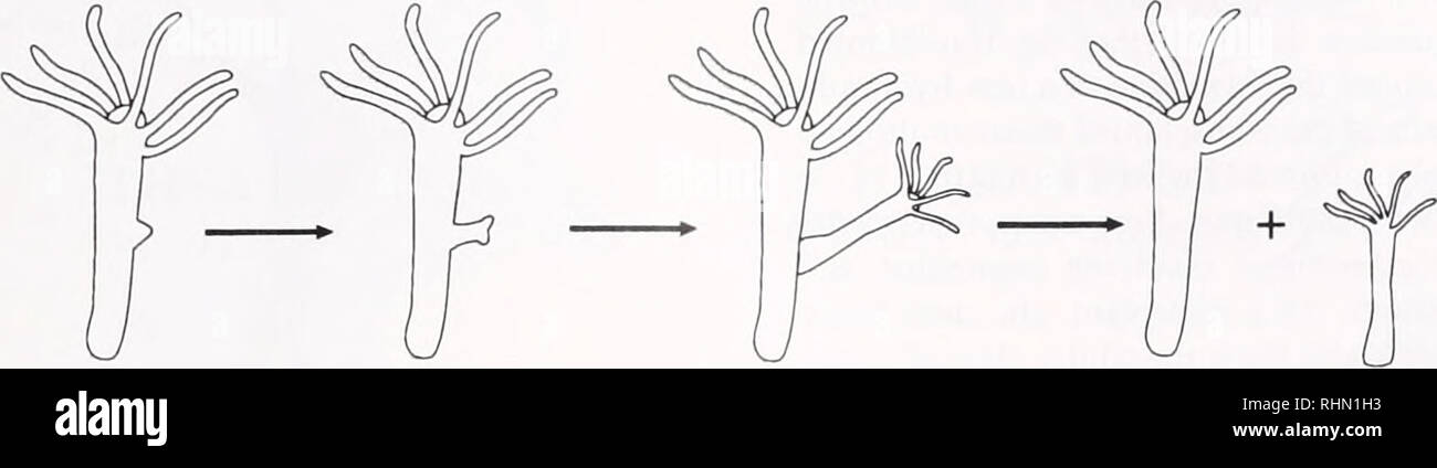 Spemann organizer hi-res stock photography and images - Alamy