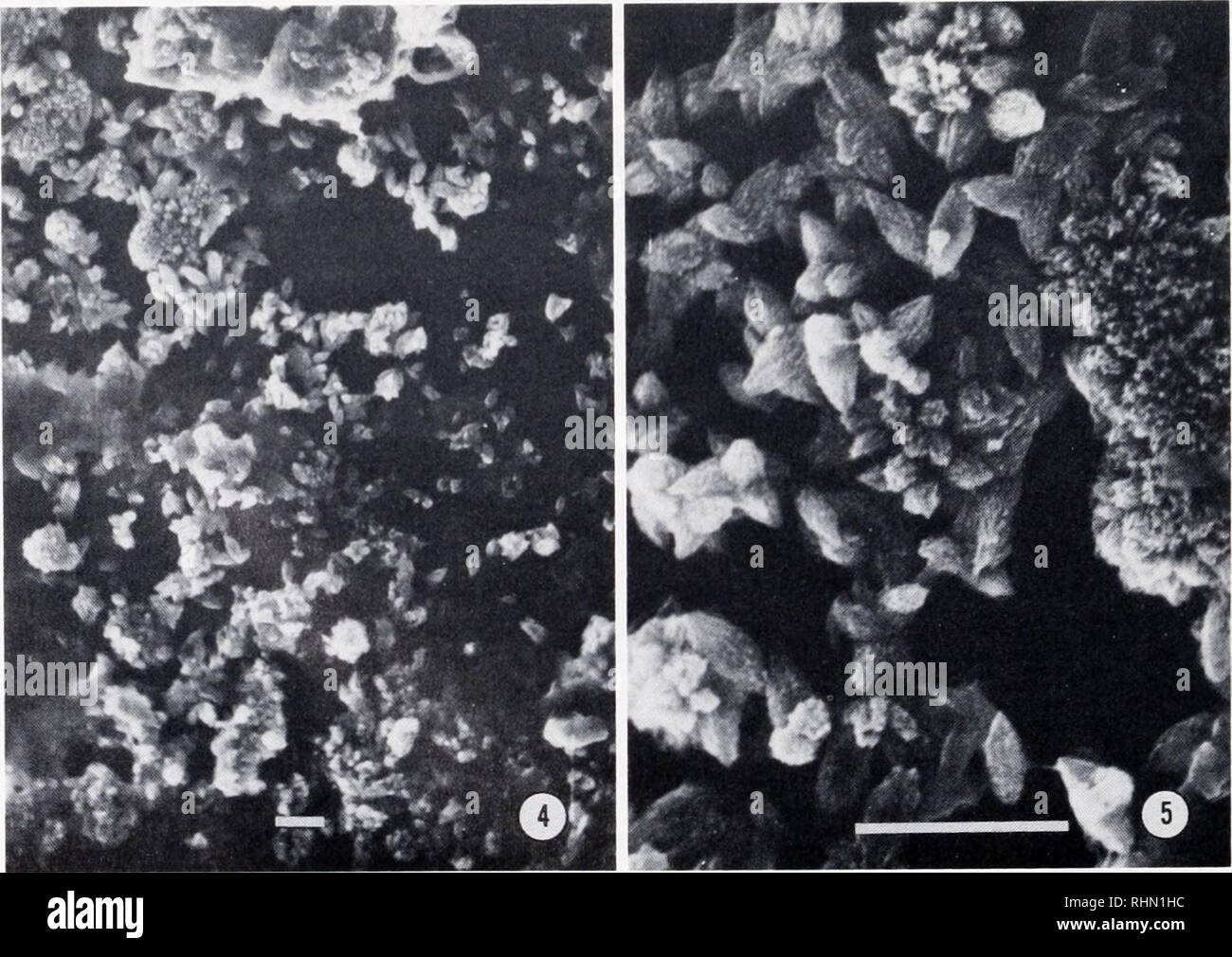 . The Biological bulletin. Biology; Zoology; Biology; Marine Biology ...