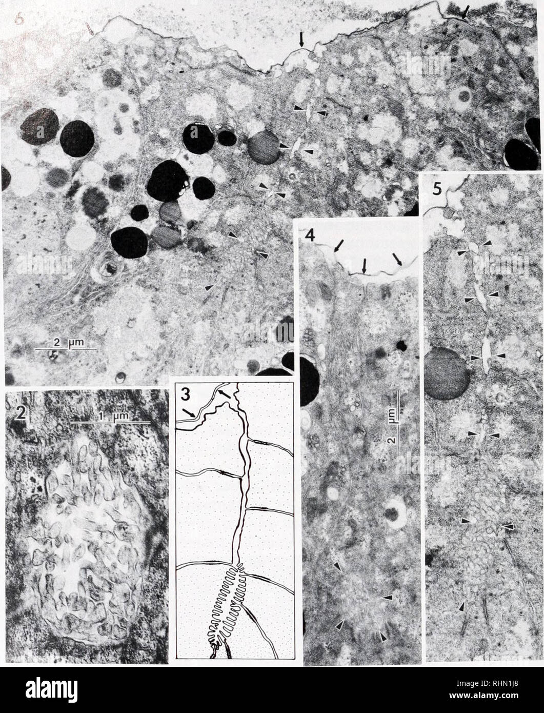 . The Biological bulletin. Biology; Zoology; Biology; Marine Biology ...