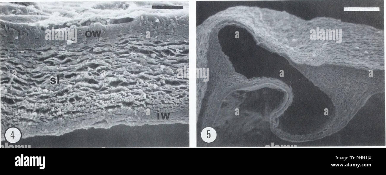 Marine hydrothermal vent hi-res stock photography and images - Alamy