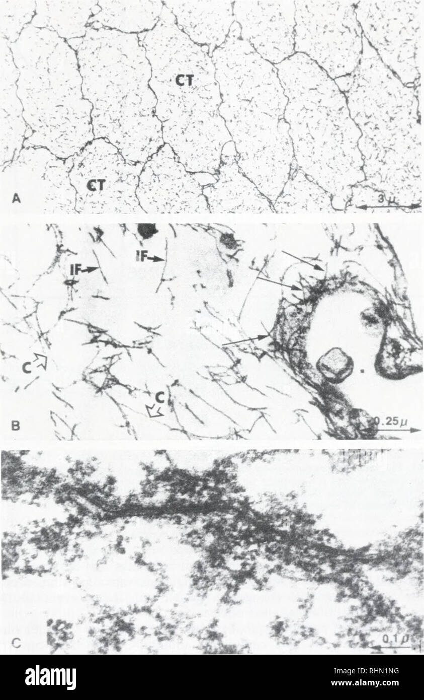 Cytoskeletal elements hi-res stock photography and images - Alamy