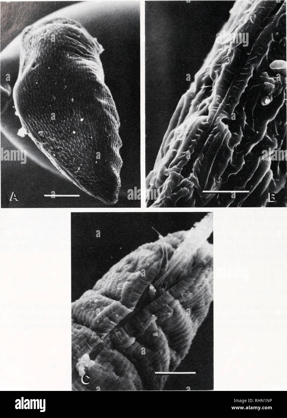 Carapace high bars hi-res stock photography and images - Alamy