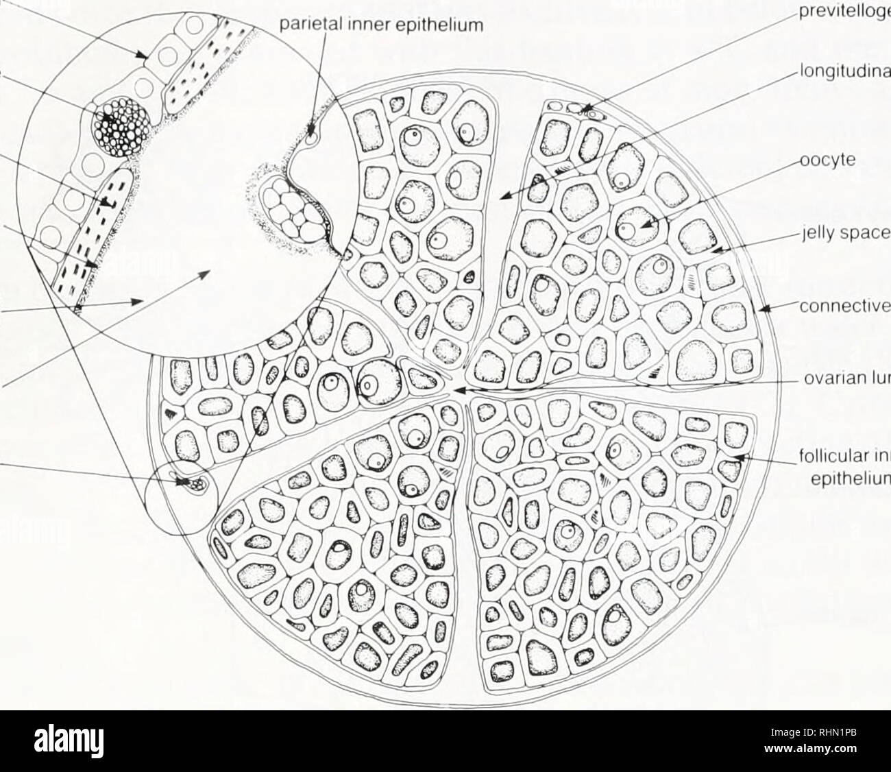 Basal lamina hi-res stock photography and images - Alamy