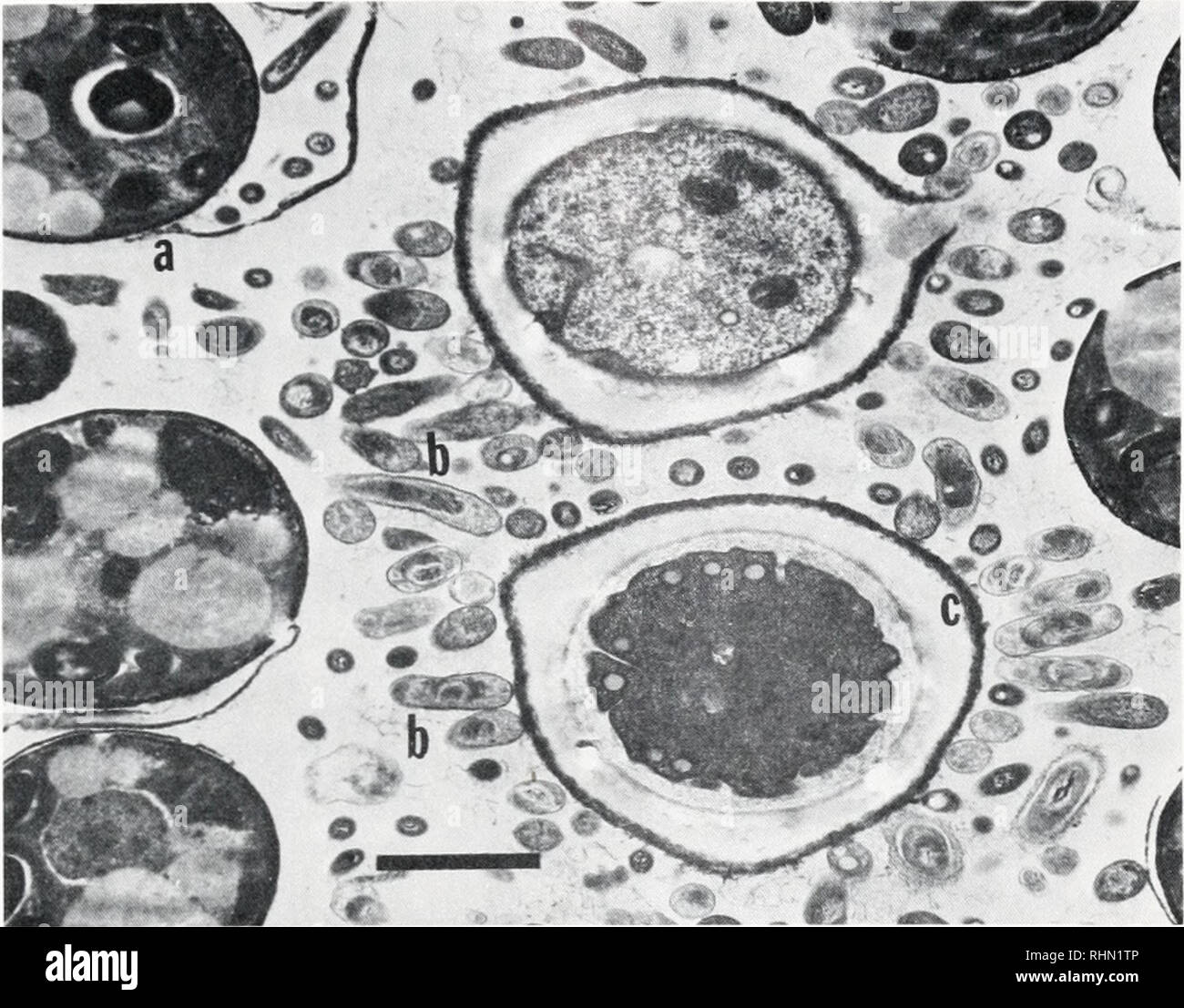 Marine alga recognized hi-res stock photography and images - Alamy