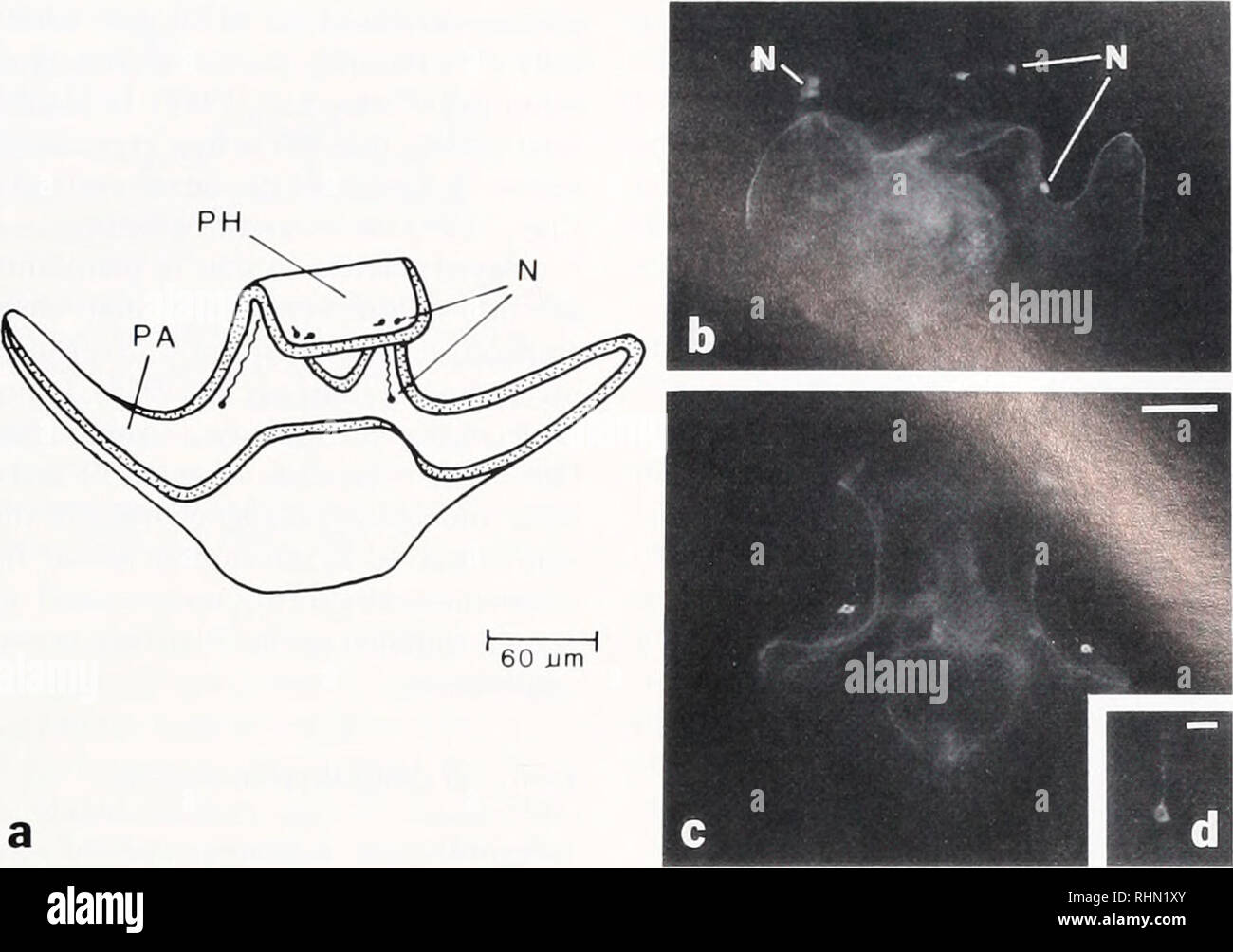 . The Biological bulletin. Biology; Zoology; Biology; Marine Biology ...