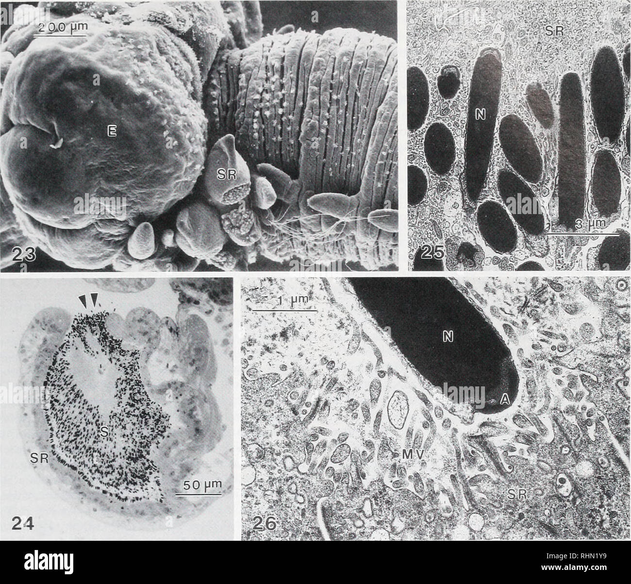 . The Biological bulletin. Biology; Zoology; Biology; Marine Biology ...