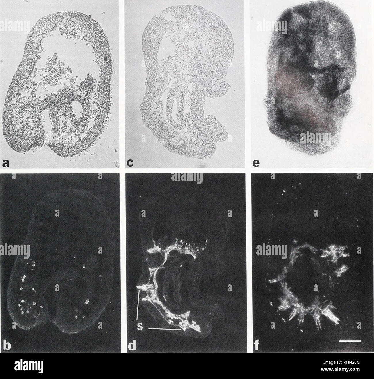 . The Biological bulletin. Biology; Zoology; Biology; Marine Biology ...