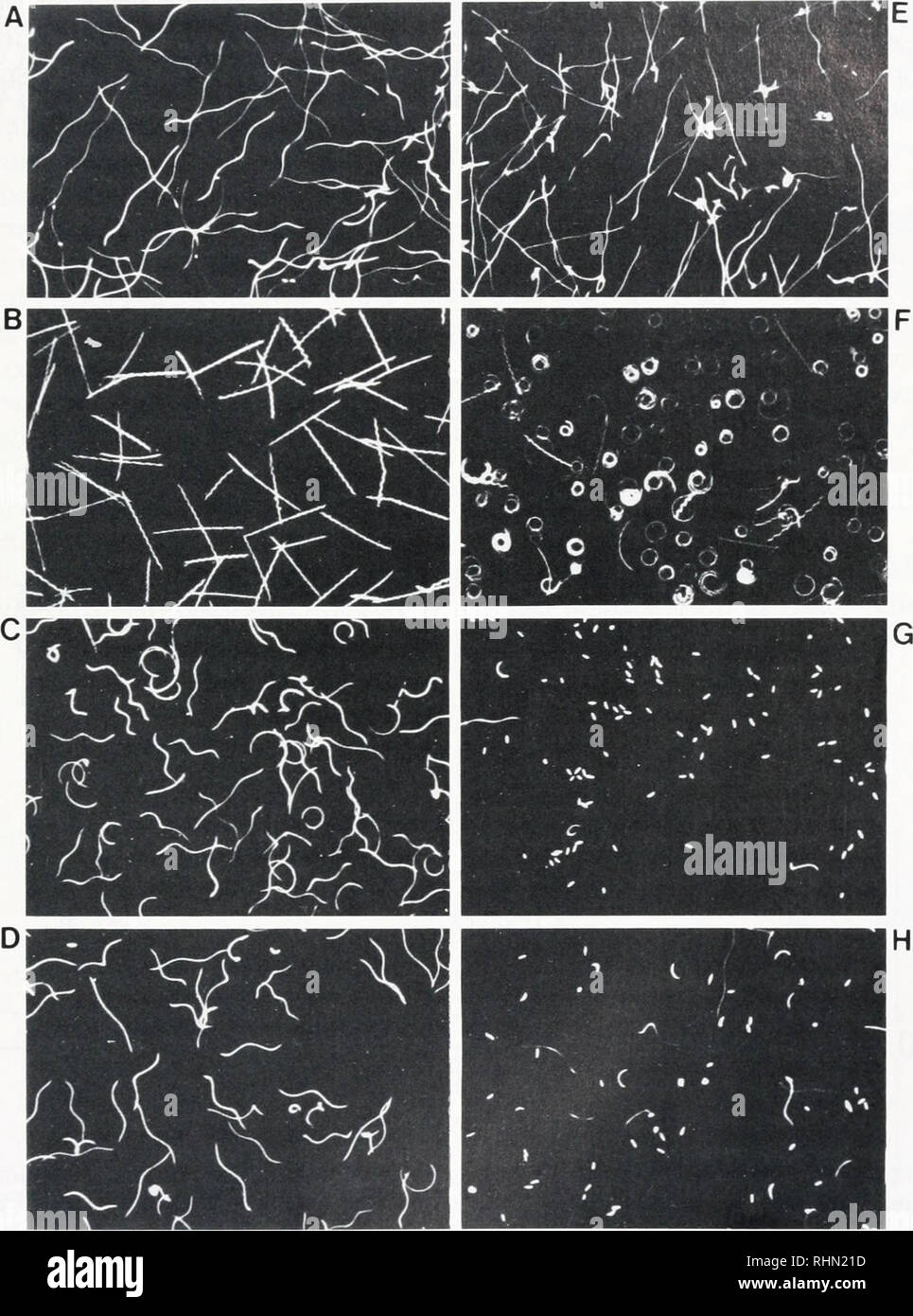 . The Biological bulletin. Biology; Zoology; Biology; Marine Biology ...
