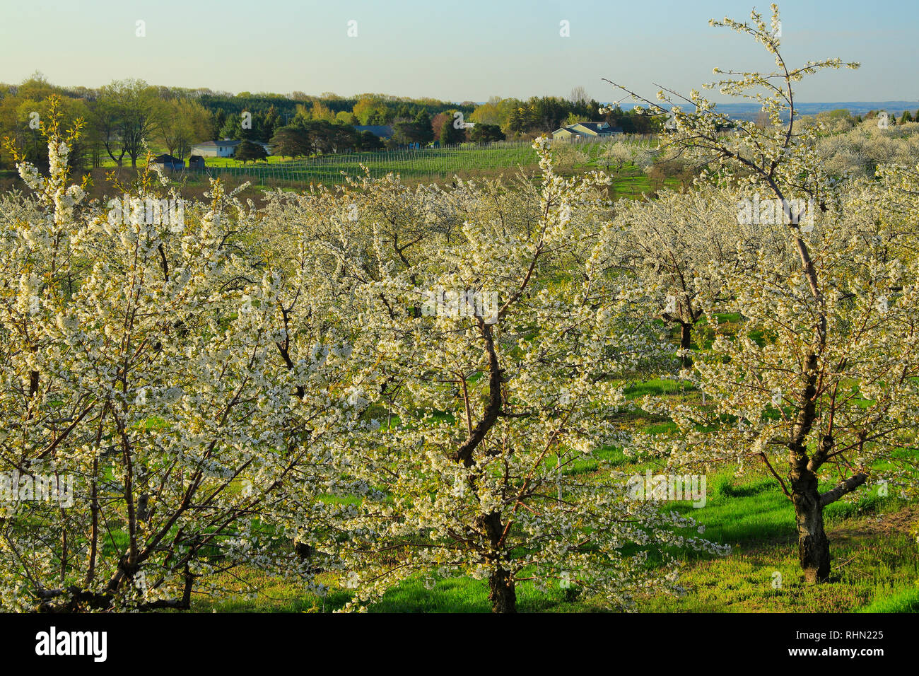 Cherry Orchard, Old Mission Peninsula, Traverse City, Michigan, USA ...