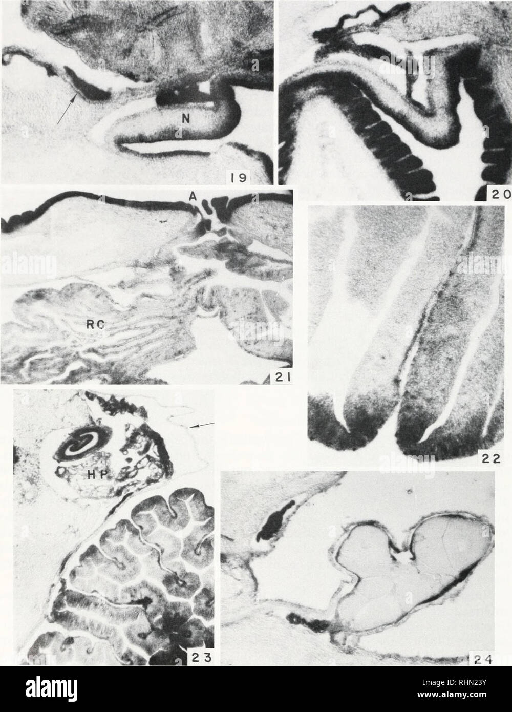 . The Biological bulletin. Biology; Zoology; Biology; Marine Biology ...