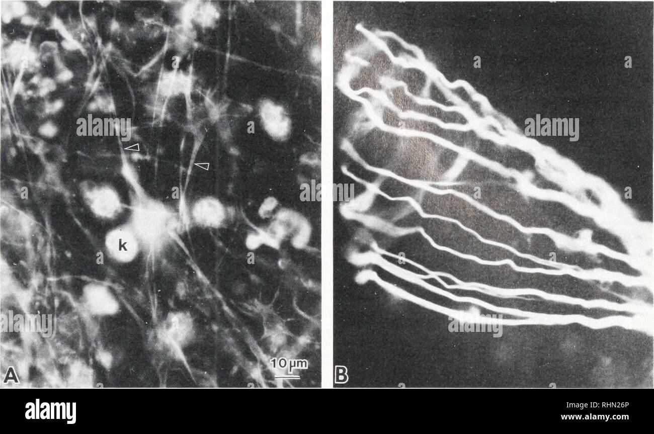 Slow response cell hi-res stock photography and images - Alamy