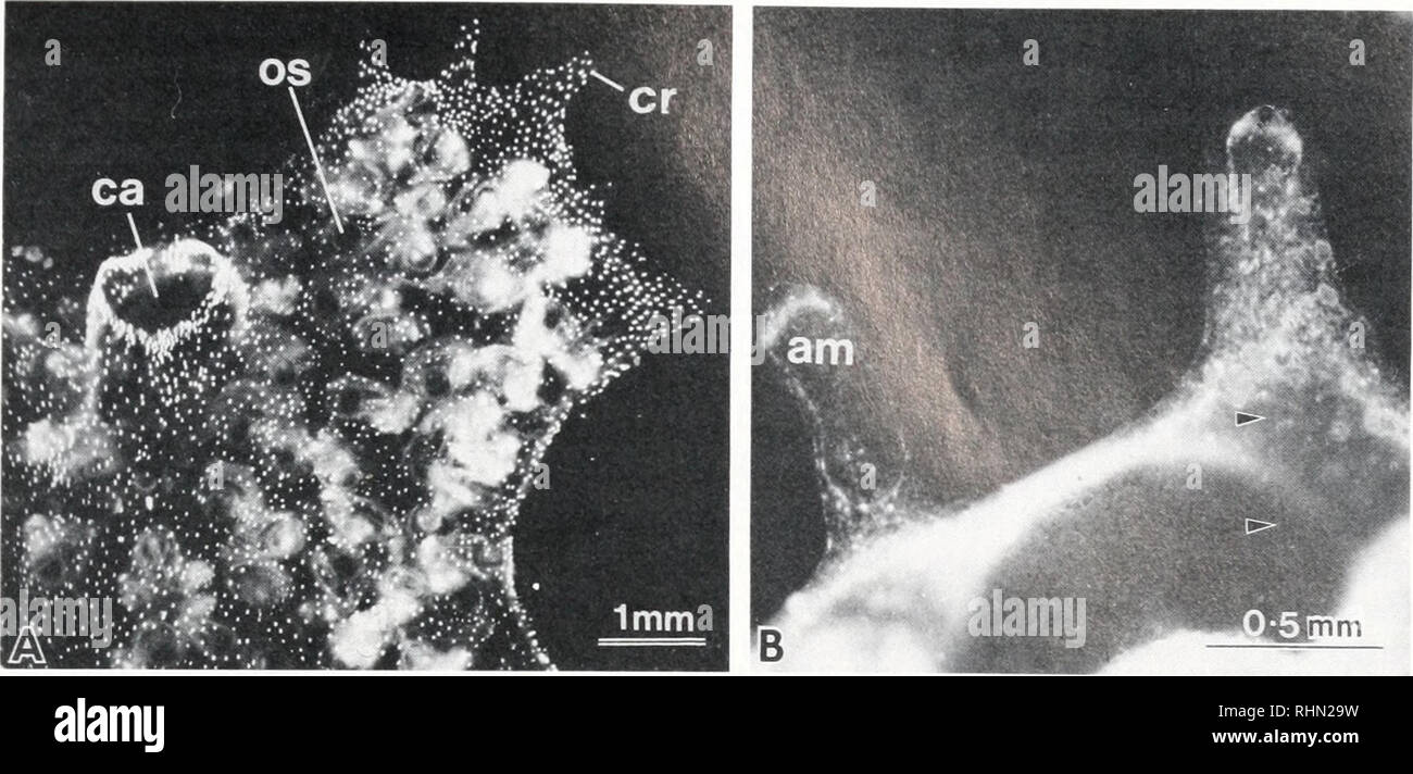 . The Biological bulletin. Biology; Zoology; Biology; Marine Biology ...