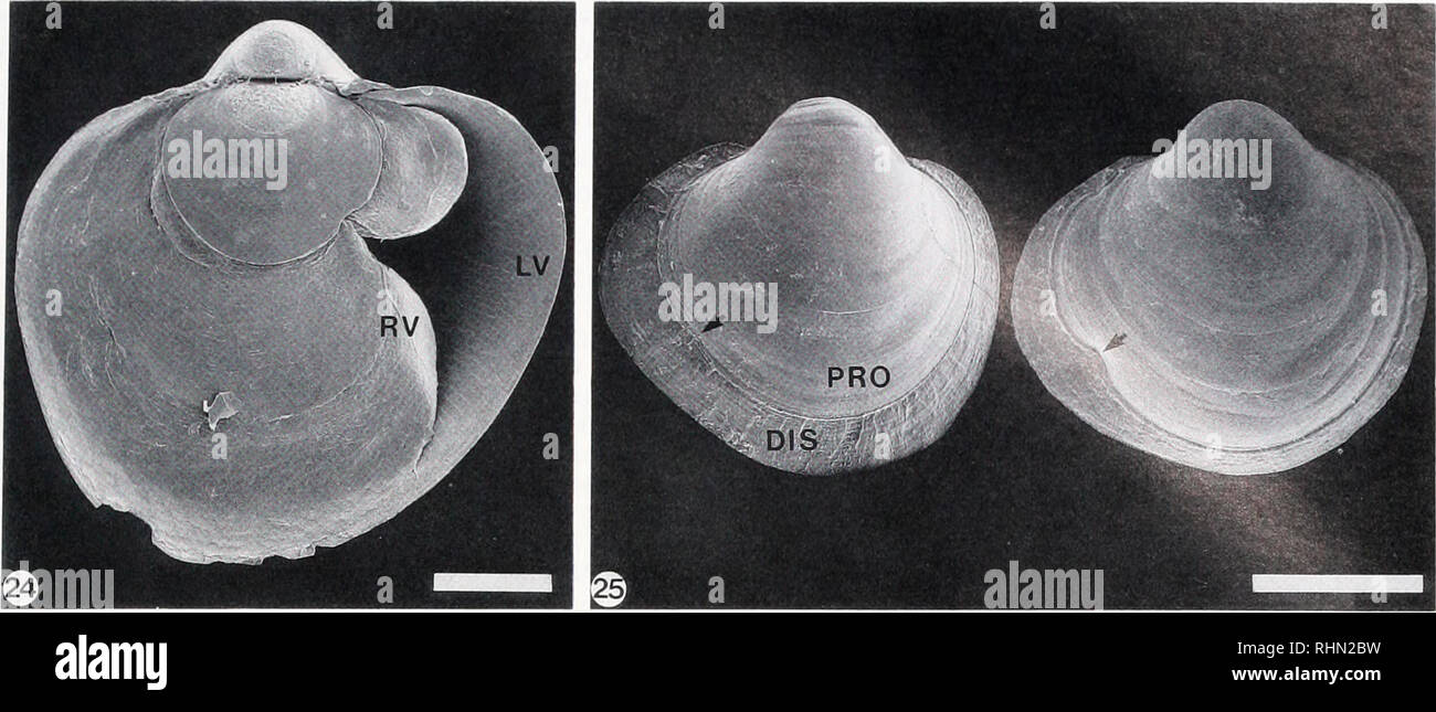 . The Biological bulletin. Biology; Zoology; Biology; Marine Biology ...