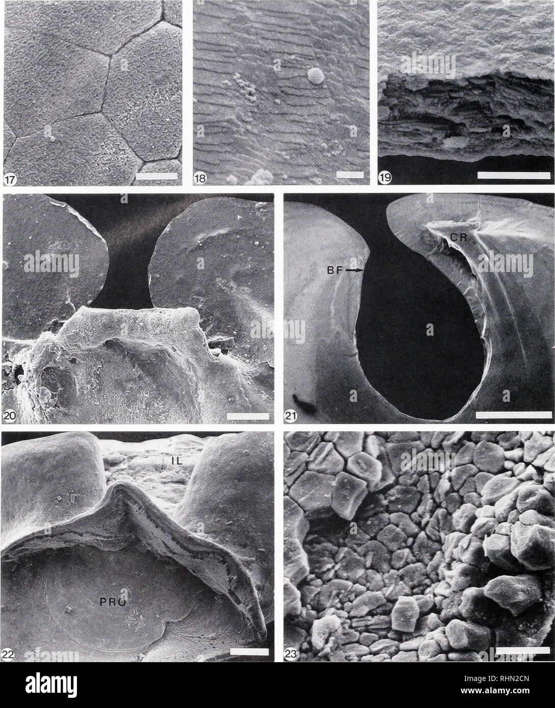 . The Biological bulletin. Biology; Zoology; Biology; Marine Biology ...