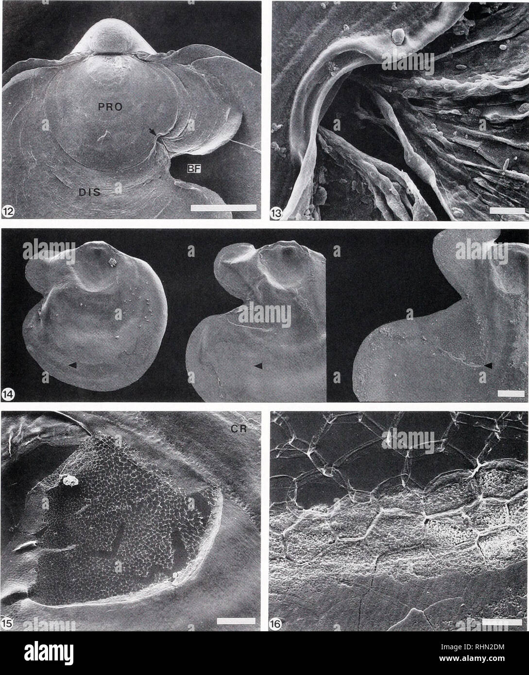 Prismatic figures hi-res stock photography and images - Alamy