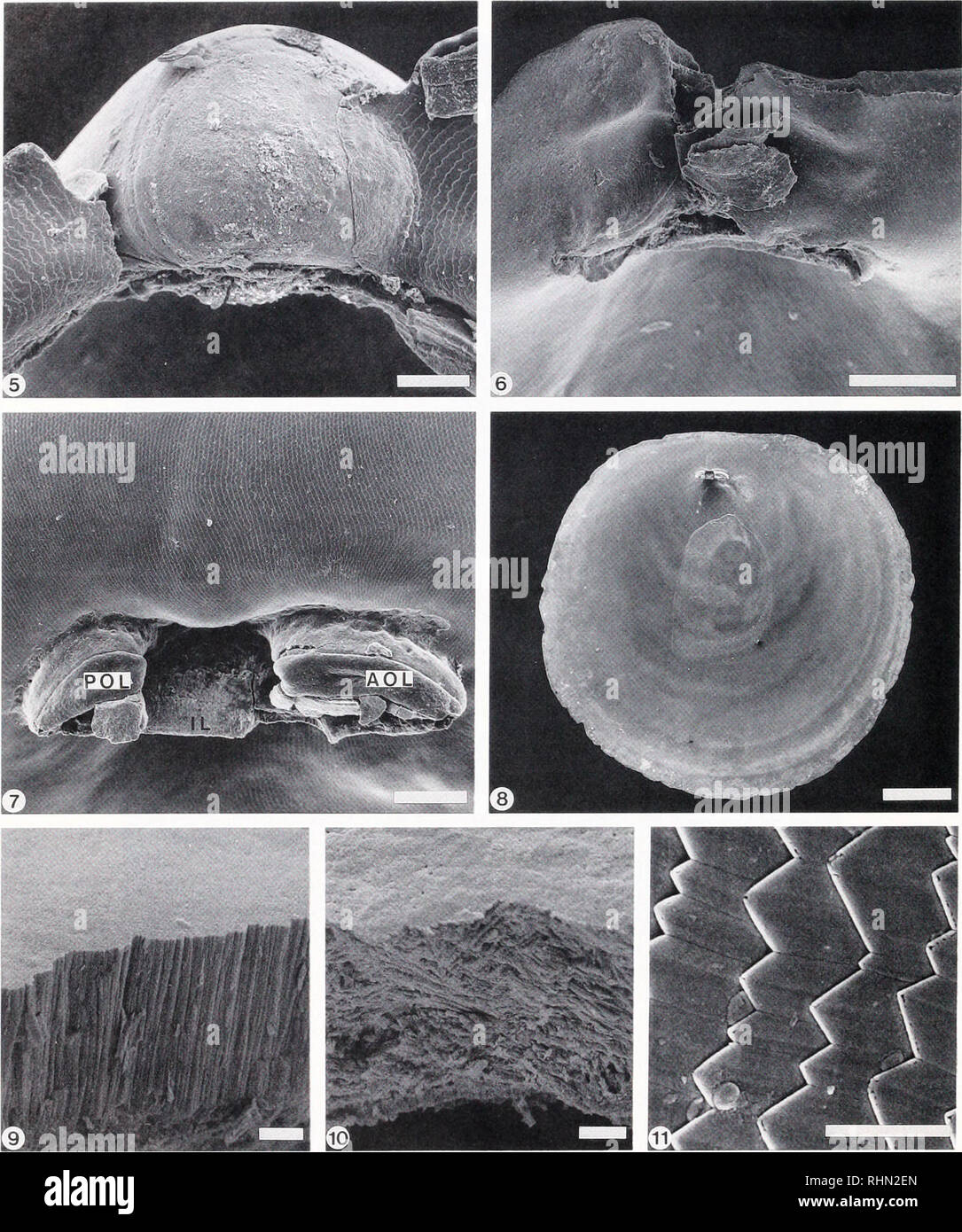 . The Biological bulletin. Biology; Zoology; Biology; Marine Biology ...