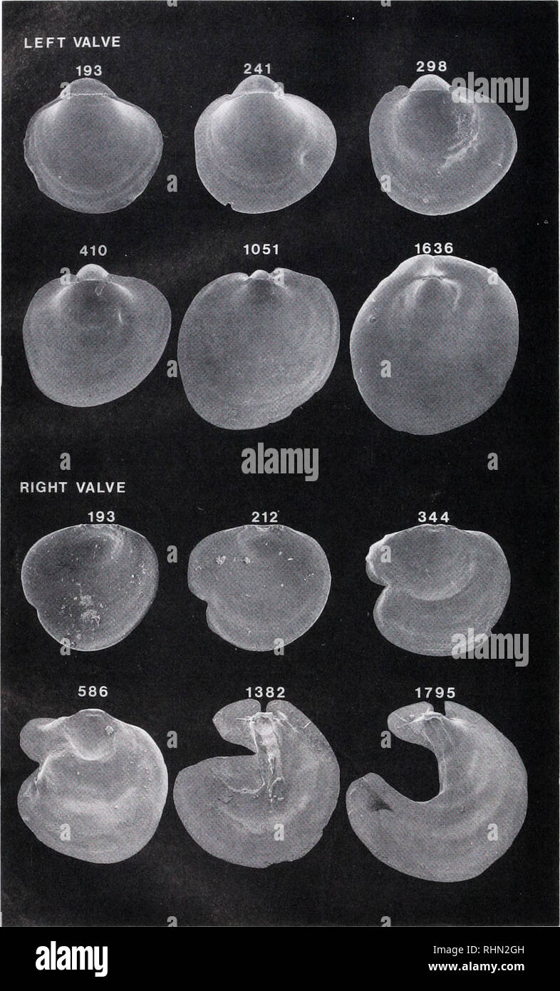 Positioned dorsally hi-res stock photography and images - Alamy