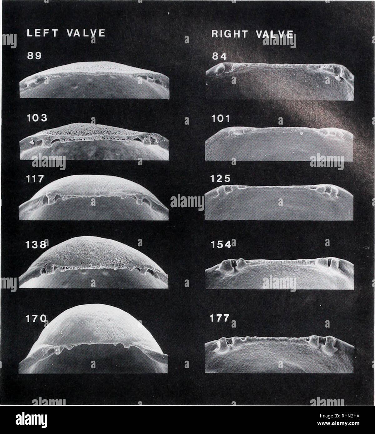 . The Biological bulletin. Biology; Zoology; Biology; Marine Biology ...